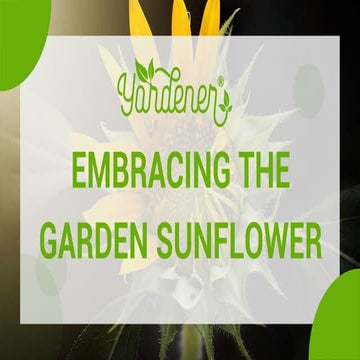 Embracing the Garden Sunflower | PPT