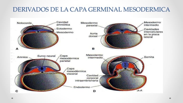 DERIVADOS DE LA CAPA GERMINAL MESODERMICa