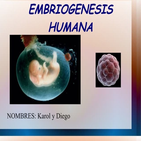 Embriogenesis humana 2 | ODP