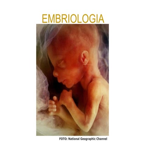 EmbriogêNese embryology embriologia | PPT