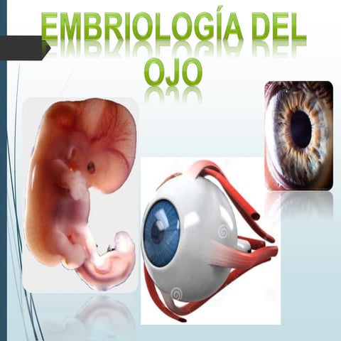 Embriología ocular