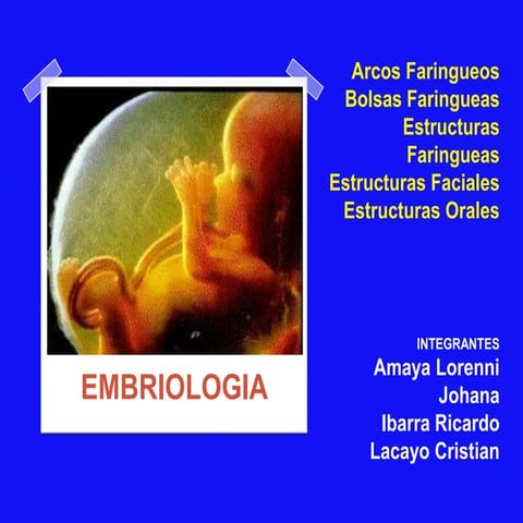 Arcos, Hendiduras Y Bolsas FaríNgeas | PPT