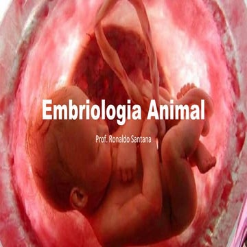 Embriologia animal | PPT