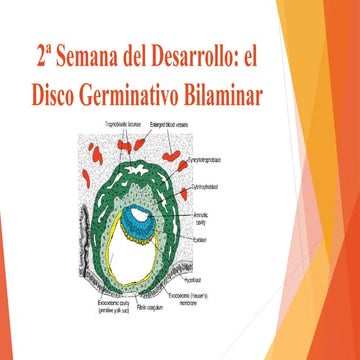 Segunda Semana del Desarrollo El disco germinativo bilaminar | PPTX