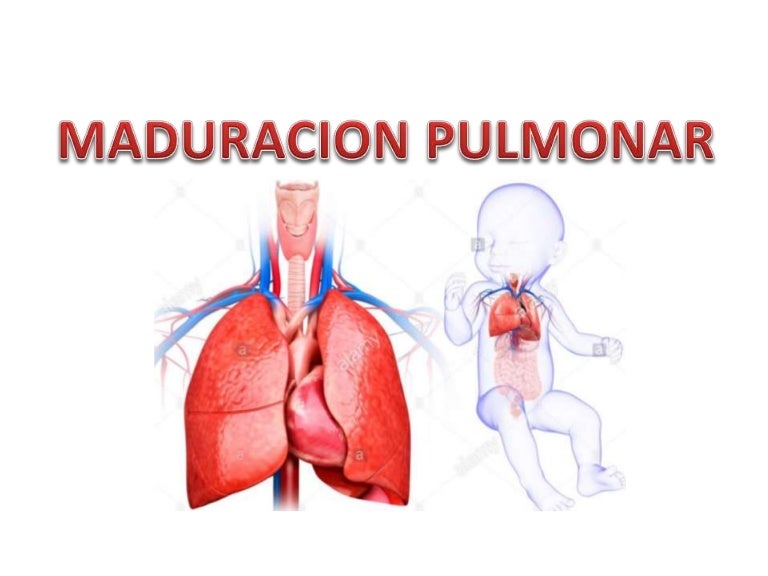 Embriologia Maduracion Pulmonar