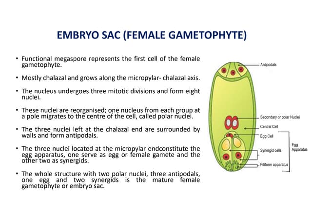 Types of embryo sac | PPTX