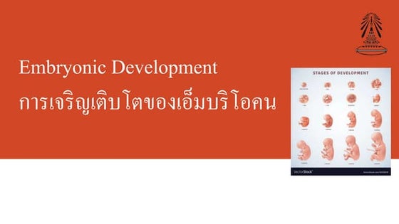 Embryonic Development poster -G7/825 | PDF
