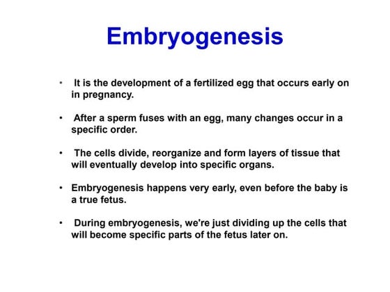 Human embryonic development | PPT