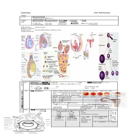 Embryology 胚胎學 | PDF