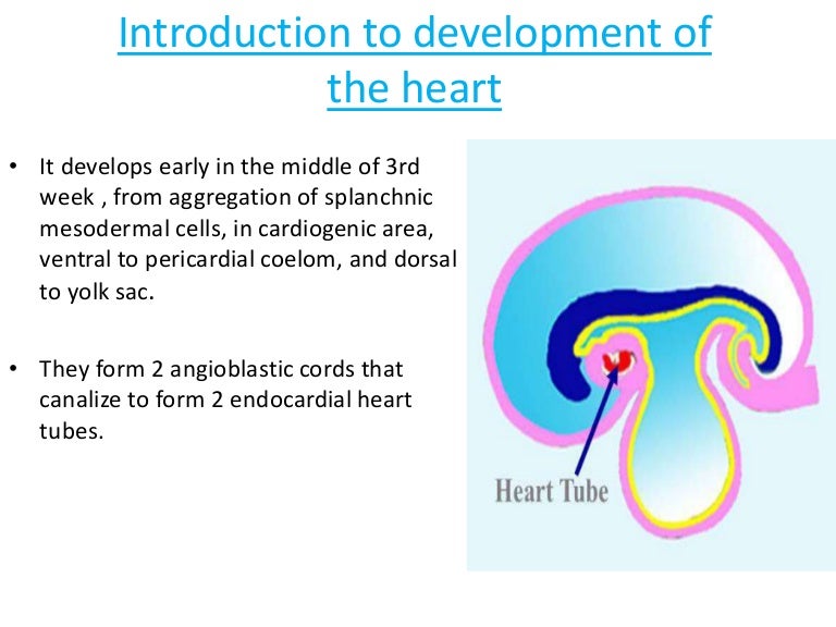 Embryology of heart