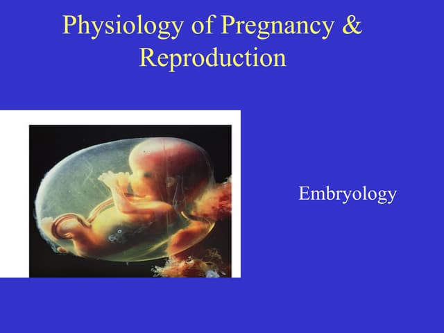 Human embryonic development | PPT