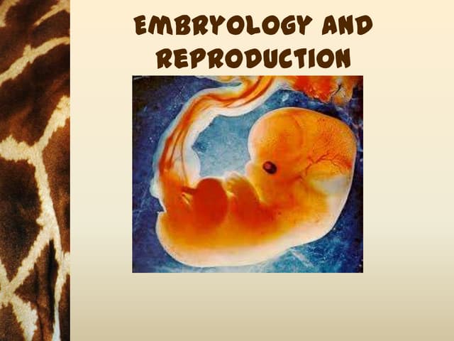 Fertilization | PPT