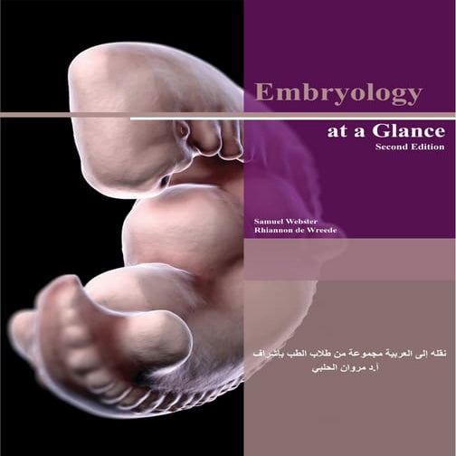 الصف السادس الابتائي | PDF