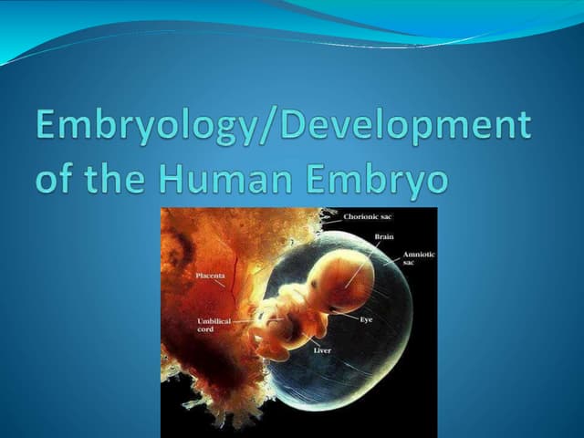 Conception and Placental Development | PPTX