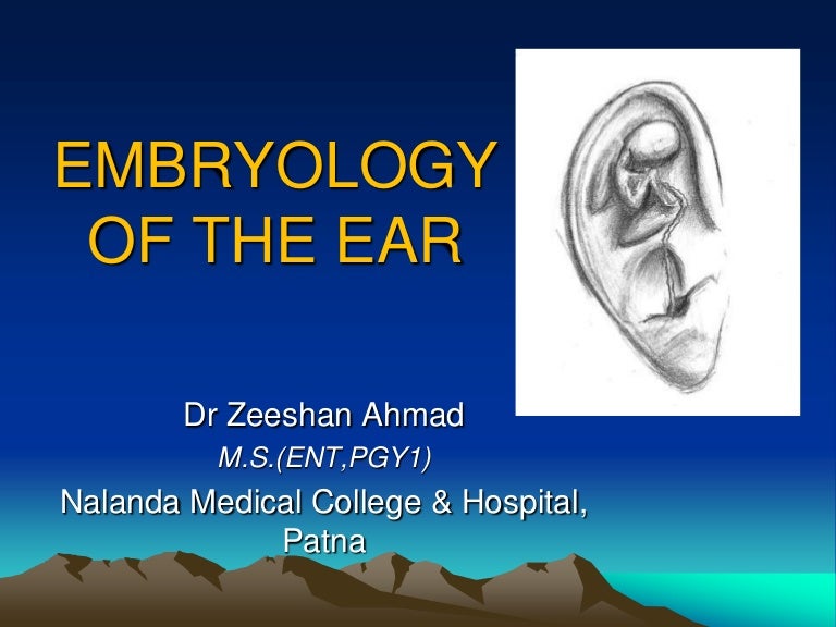 Embryology of ear8