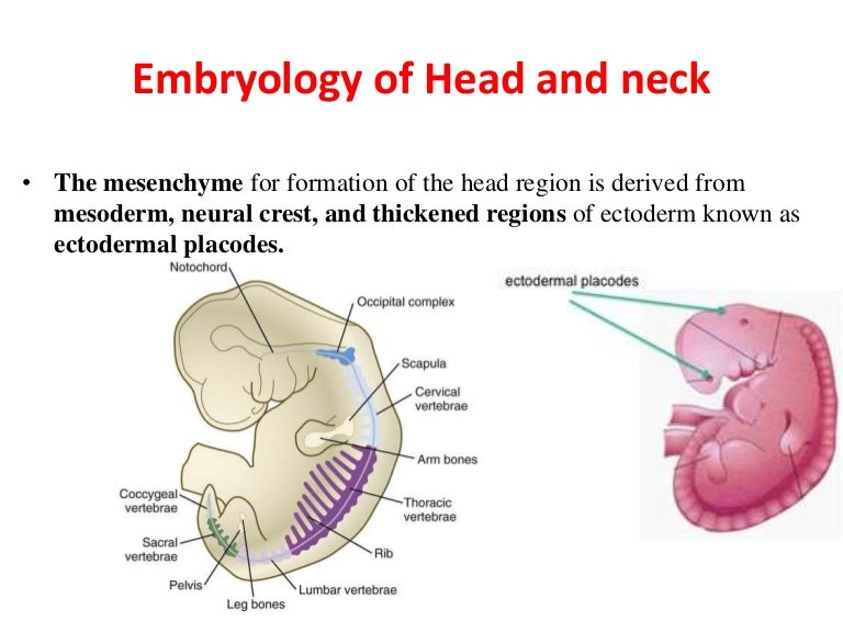 Embryology of head and neck