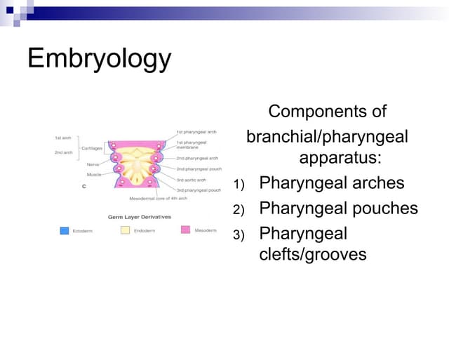 Pharyngeal arches | PPTX