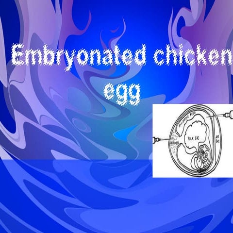Embryonated chicken egg.pdf