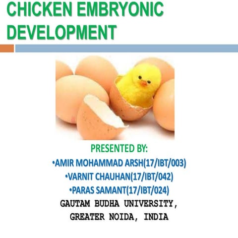 Embryonic development of chicken | PPTX