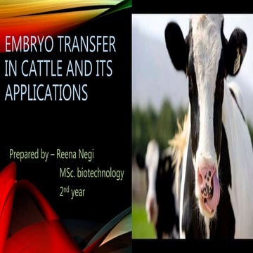 Embryo transfer in cattle and its applications | PPTX