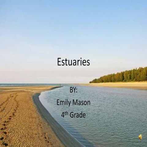 Estuary Diagram For Kids