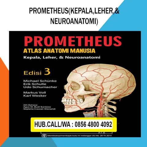 Atlas neuroanatomy prometheus,Prometheus anatomi pdf,Prometheus en ...
