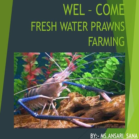 Fresh water prawns farming | PPTX