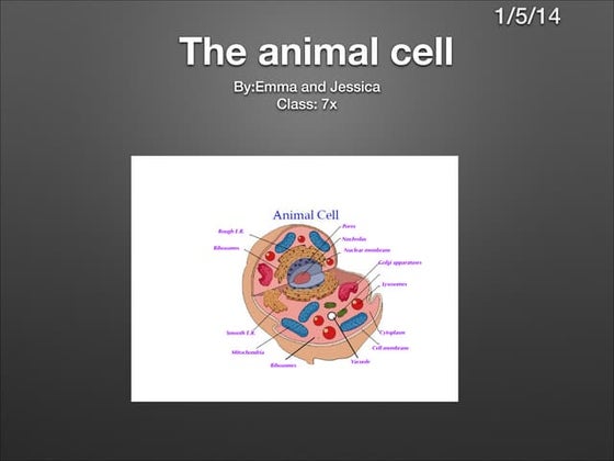 A Cell Is Like A School[1] | PPT | Professional School | Postgraduate ...