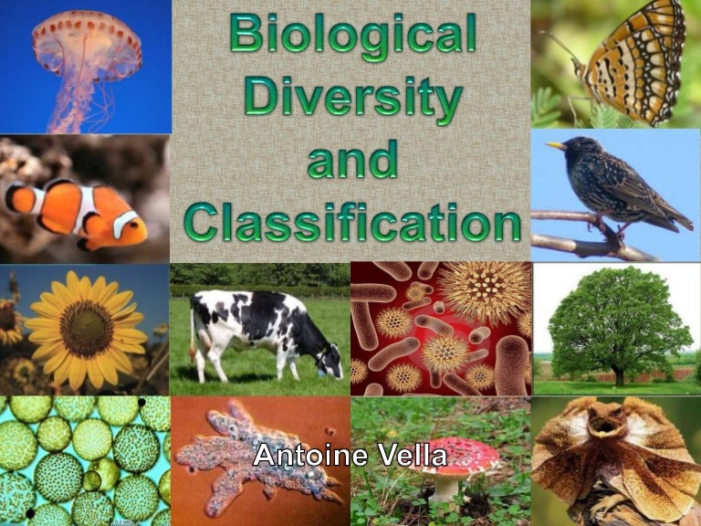 Emp1003 biodiversity and classification