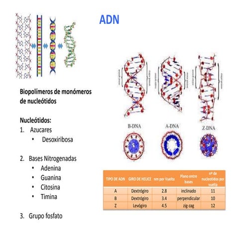 Clase de ADN A, B, Z y H | PPTX