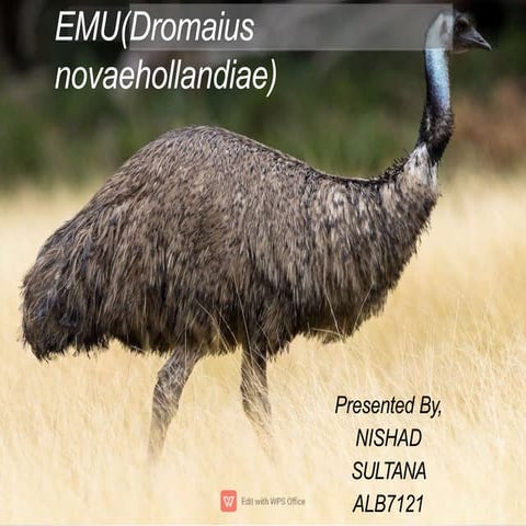 Emu Bird Production | PPTX