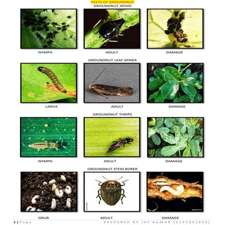 Images of pest of groundnut | PDF