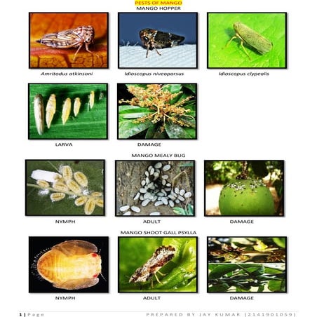 IMAGES OF PESTS OF MANGO | PDF