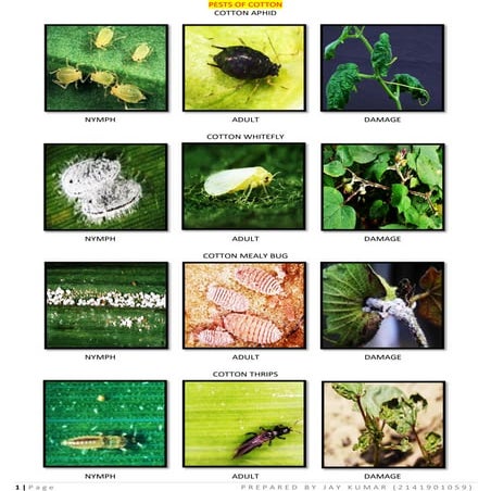 IMAGES OF PESTS OF COTTON | PDF
