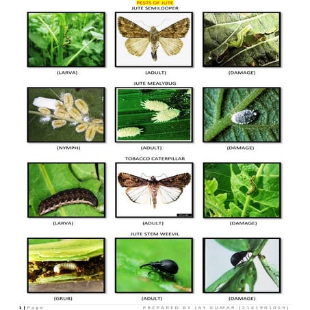 Images of pests of jute | PDF