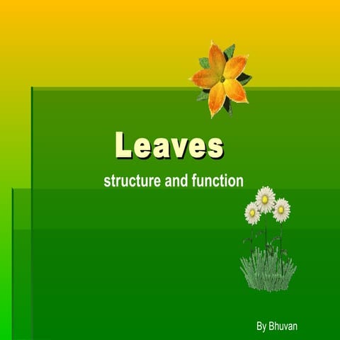 Structure and Function of Leaves | PPT