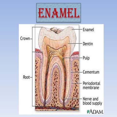 Enamel | PPTX