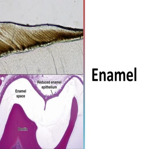 Histology of Enamel | PPT