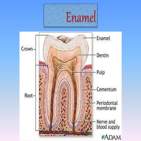 Dento enamel junction | DOC