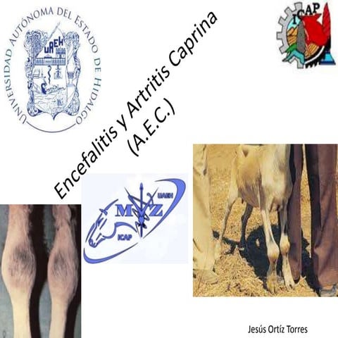 Encefalitis y artritis caprina | PPTX