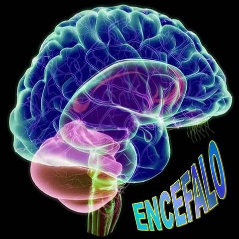 Encefalo | PDF