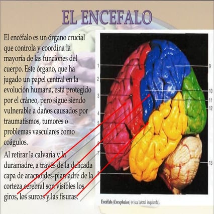 ANATOMIA TOPOGRAFICA DEL ENCEFALO Y .ppt