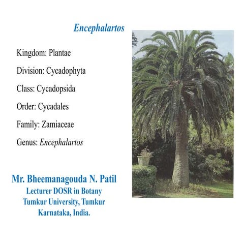 Encephalartos | PPT