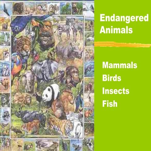 Endangered Species : Power Point Presentation | PPTX