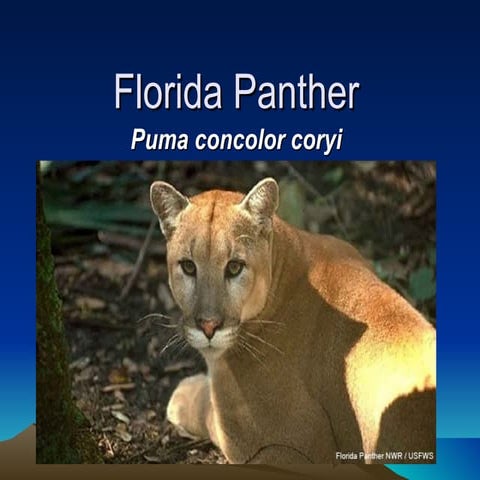 Endangered Species Presentation: Florida Panther | PPT