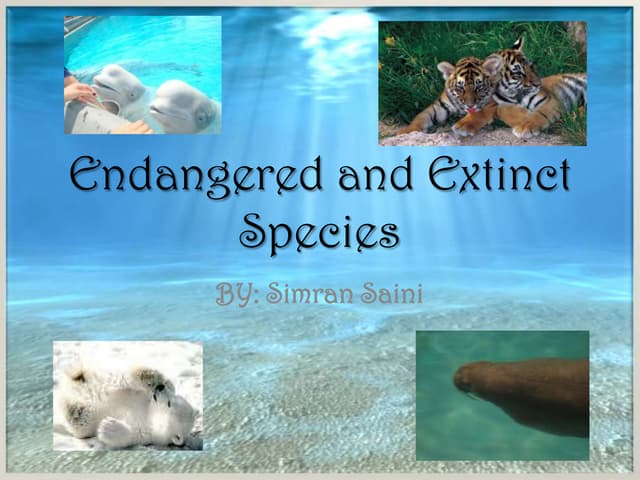 Wild Animal with names and pictures of themself.ppt