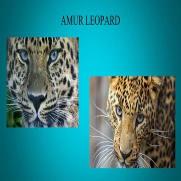 Endangered animal | PPT