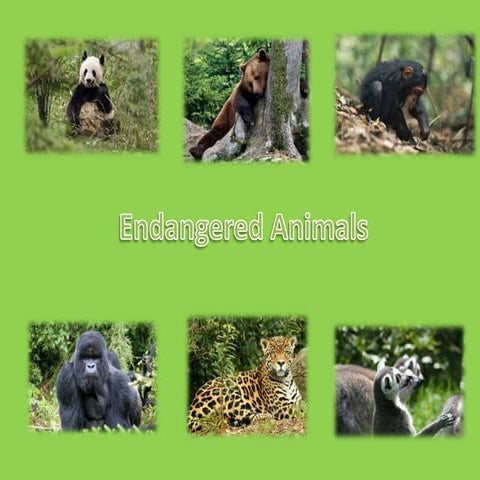 Endangered animals | PPT