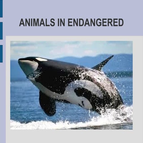 Endangered animals | PDF