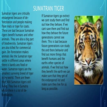 The sumatran tiger by Emma | PPTX